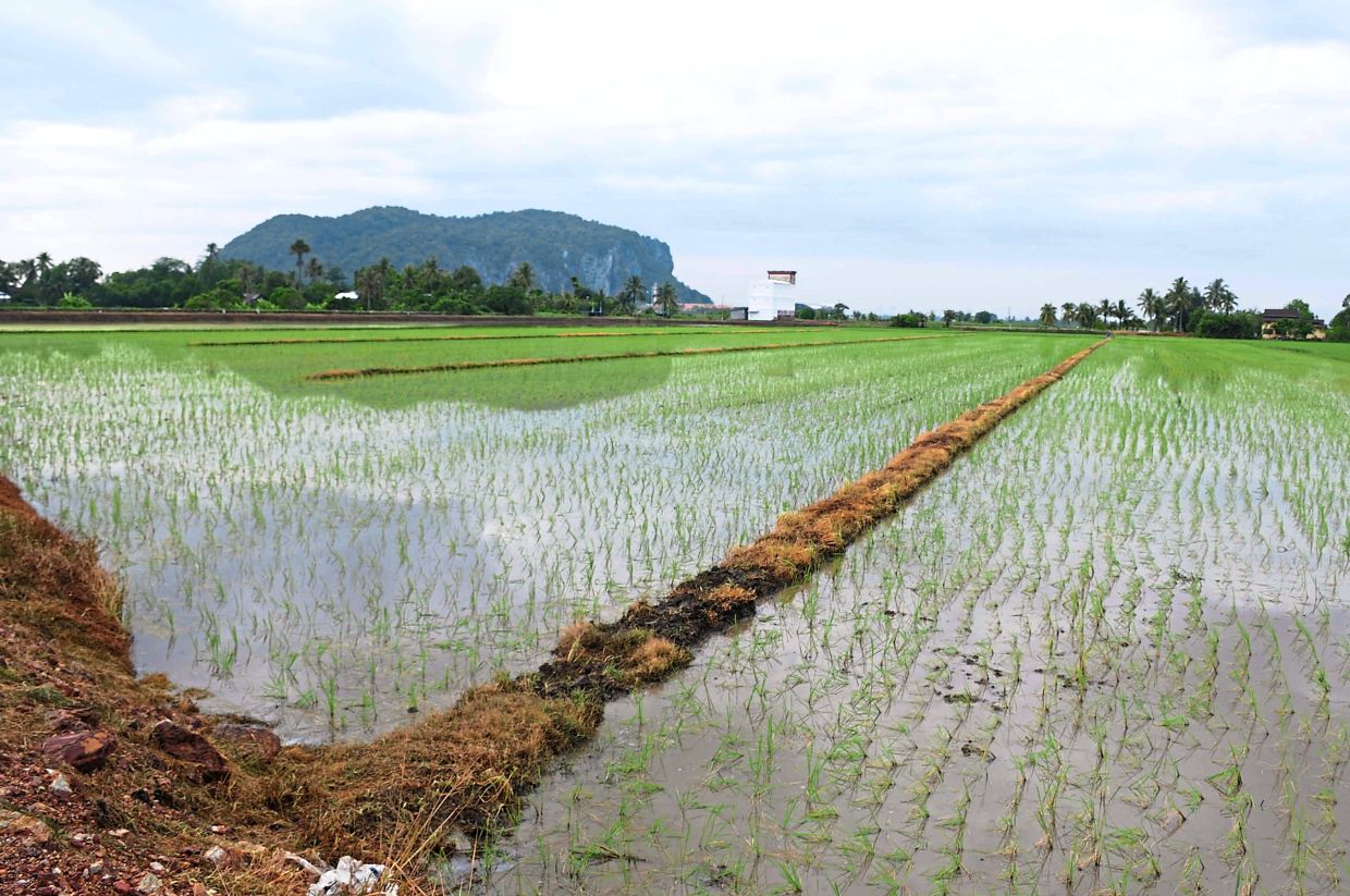 Prolonged hot spell delays padi planting, harvesting in Kedah | The Star
