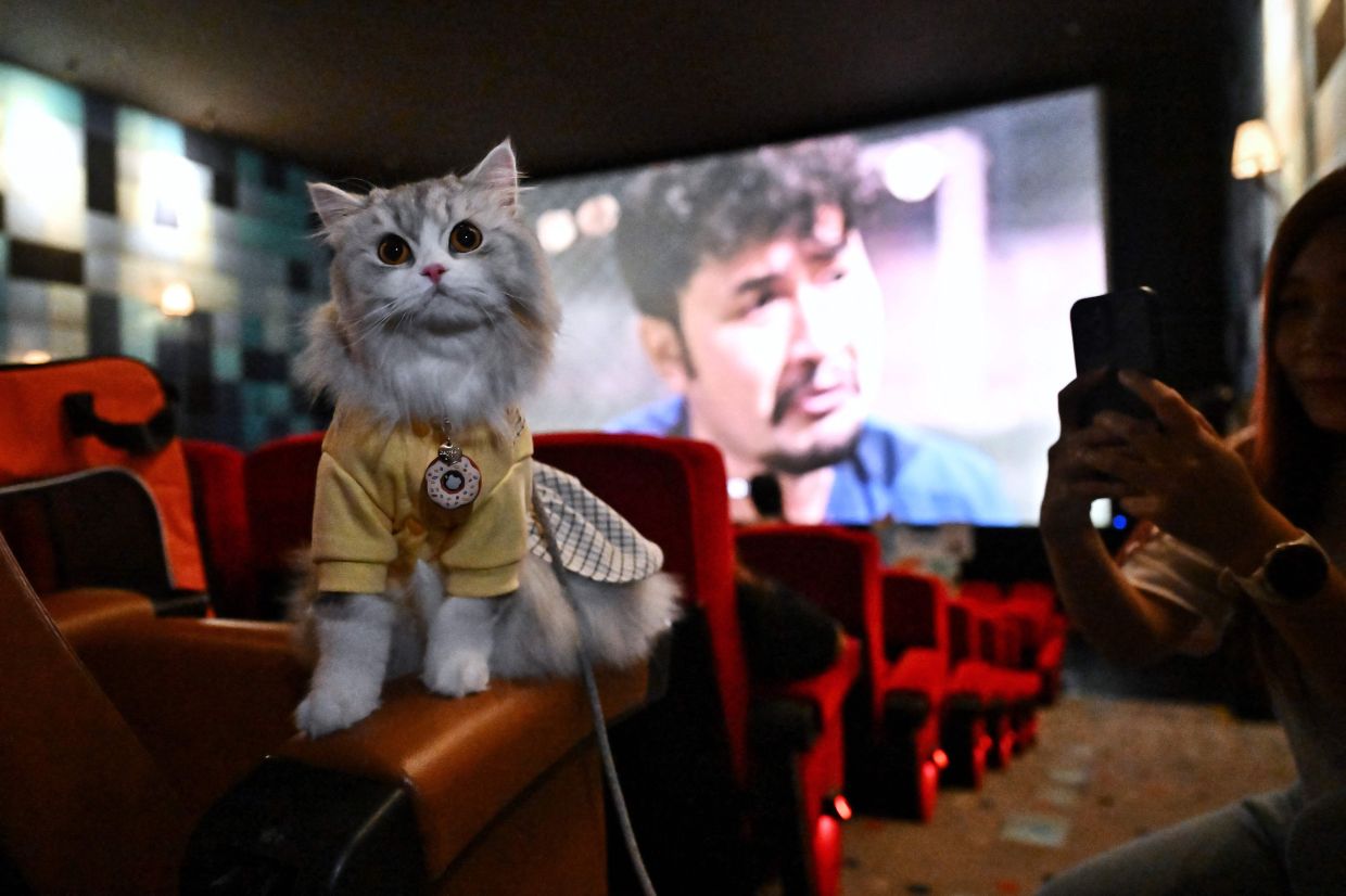 Paws and popcorn: Thai cinema goes pet-friendly | The Star