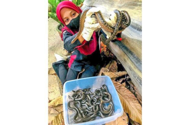 14 snakelets born at Melaka sanctuary | The Star