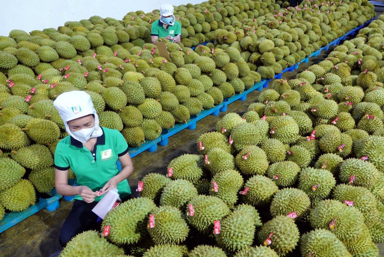 Vietnam's durian exports jump 18 times in Jan-May on bloated demand ...