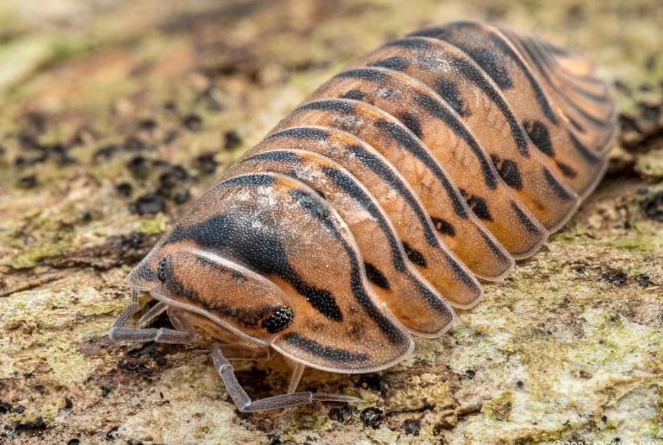 ‘A window to an alien world’: How one macro photographer’s quest may ...