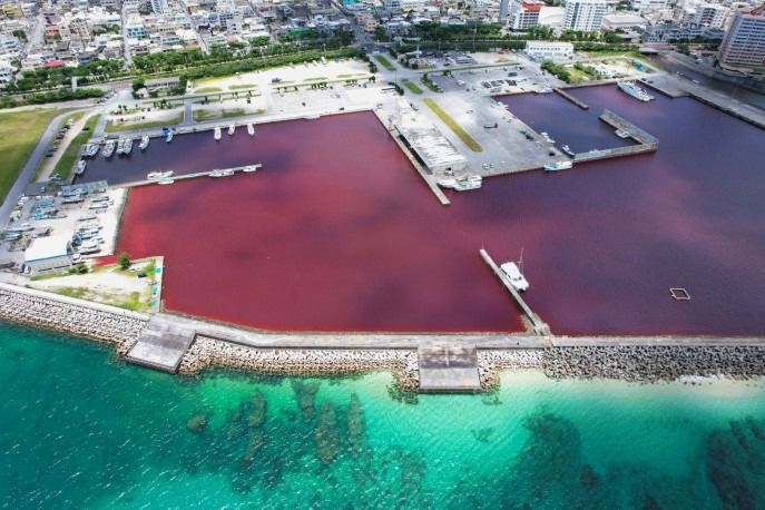 Beer factory leak turns the sea red in Japanese resort city | The Star