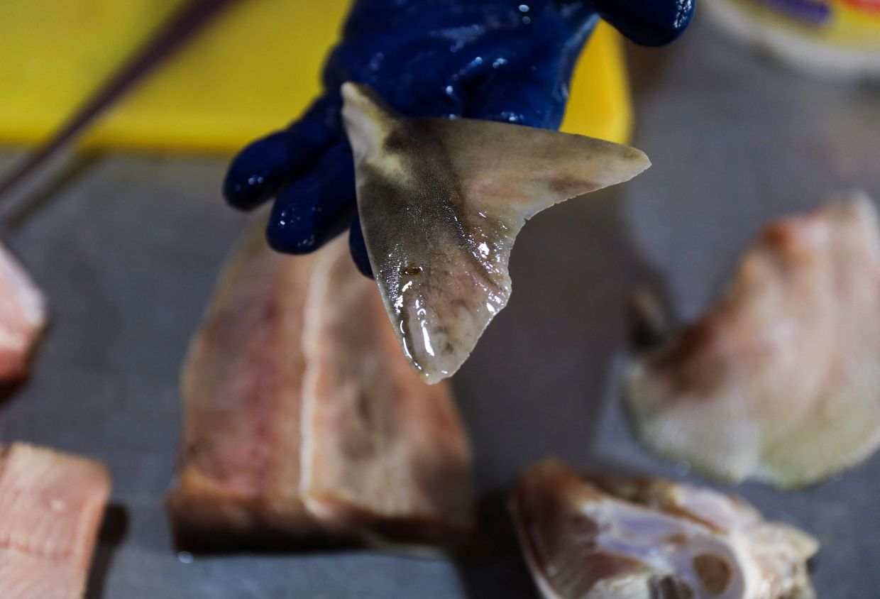 Asian demand killing the sharks | The Star