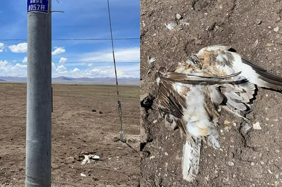 Over 50 endangered raptors found dead near a nature reserve in China ...