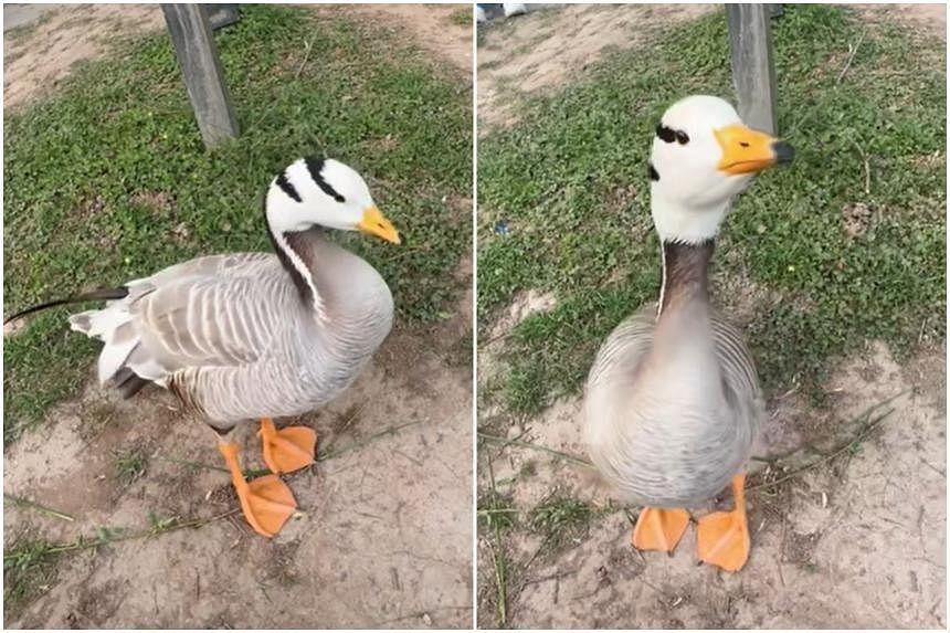 Outrage in China after star goose kicked to death by woman at tourist ...