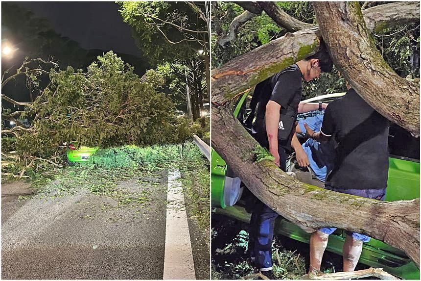Passenger trapped after huge tree pins car on Singapore's PIE, another tree falls on shophouse ...
