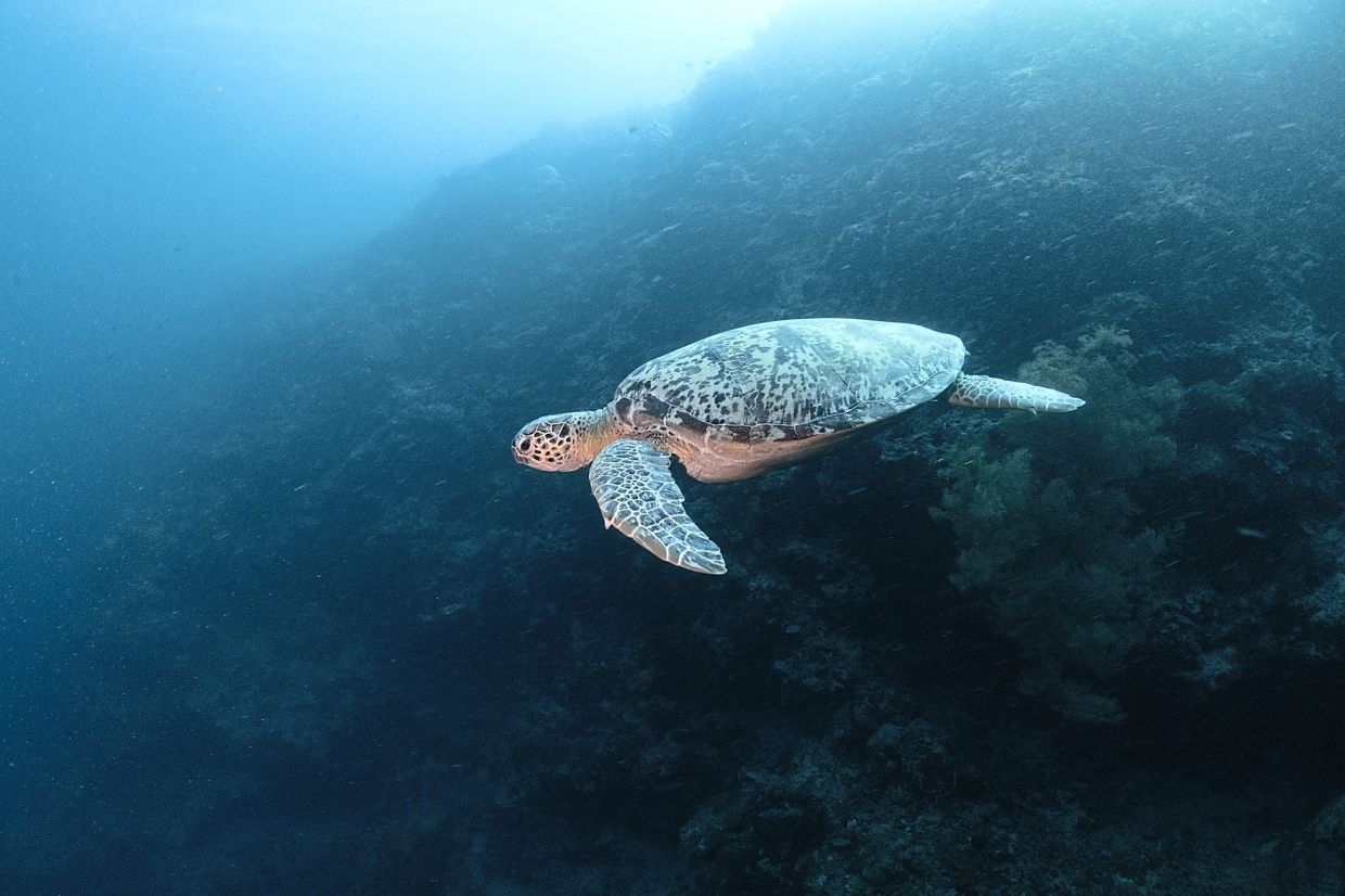 Face ID way to keep track of turtles | The Star