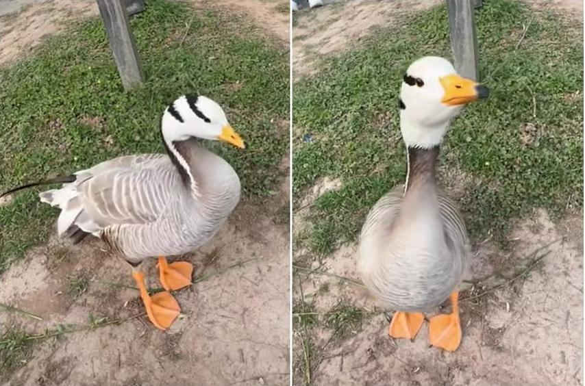 Fans cry foul after star goose kicked to death at tourist site | The Star