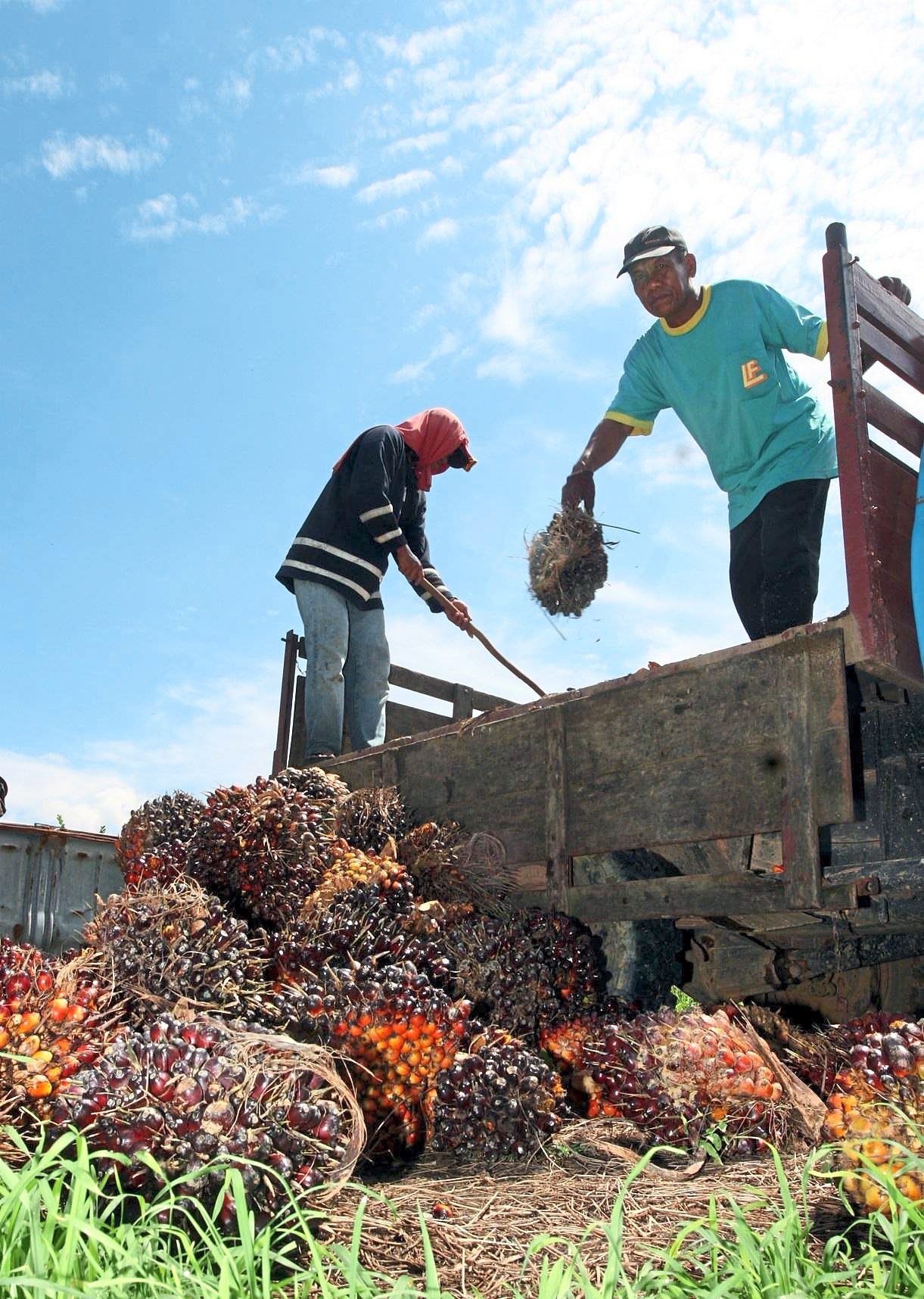 Strong recovery in productivity for planters | The Star