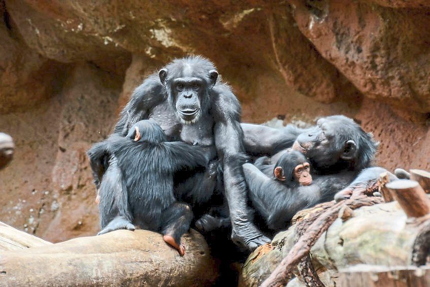 In the animal kingdom, do the most dominant ones get to do what they ...