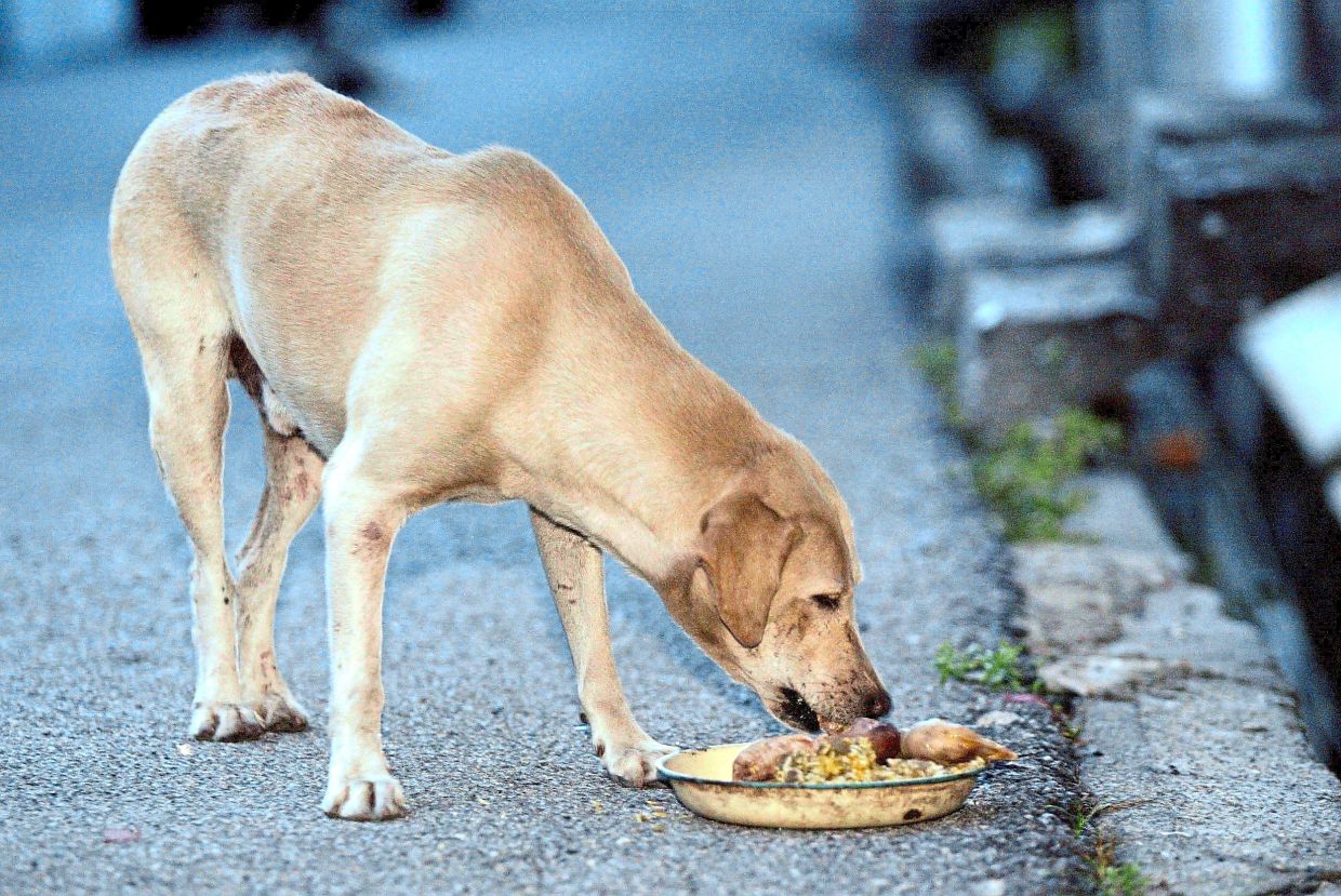 ‘Don’t just feed but care for strays too’ | The Star