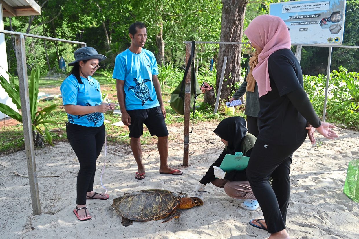 Happiness is serving the turtle community | The Star