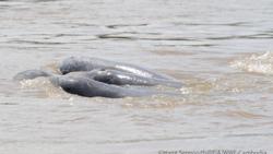 Cambodia welcomes newest Irrawaddy dolphin calf | The Star