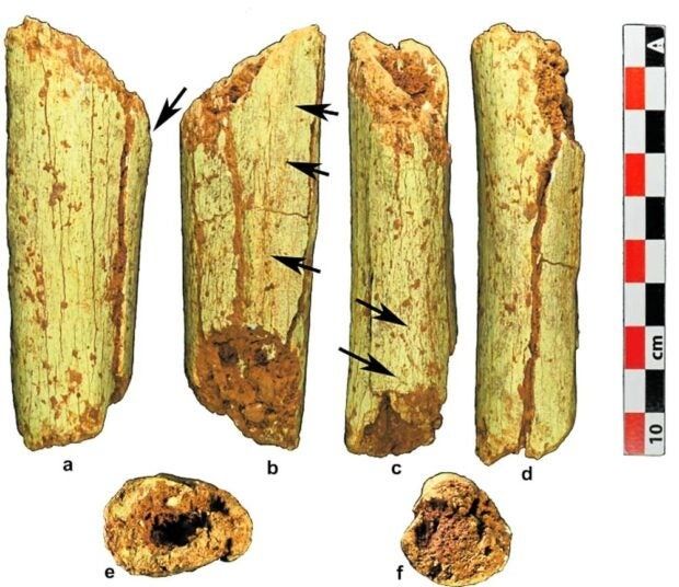 Homo sapiens had reached South-East Asia almost 20,000 years earlier ...