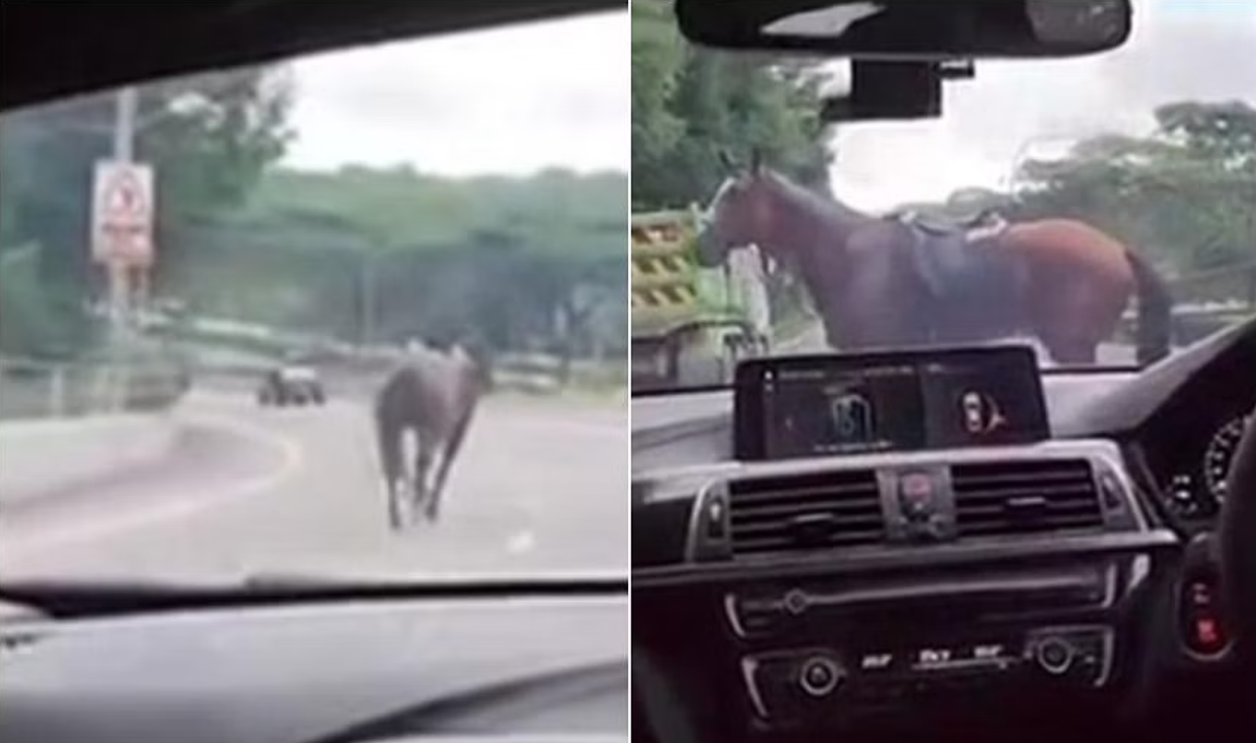 Runaway horse hits the highway | The Star