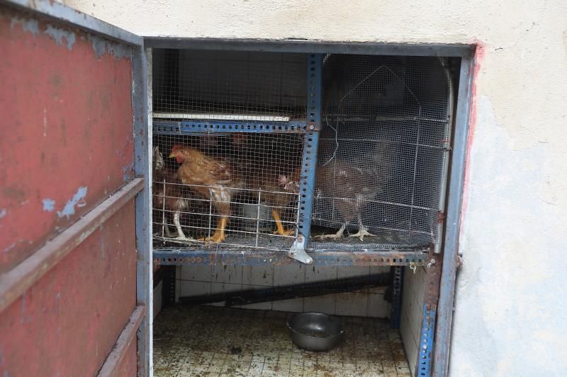 Fowl find: MBSJ op uncovers live chickens in refuse rooms of Puchong ...