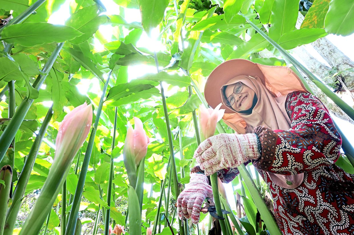 Bite-sized treats a big help for poor villagers | The Star