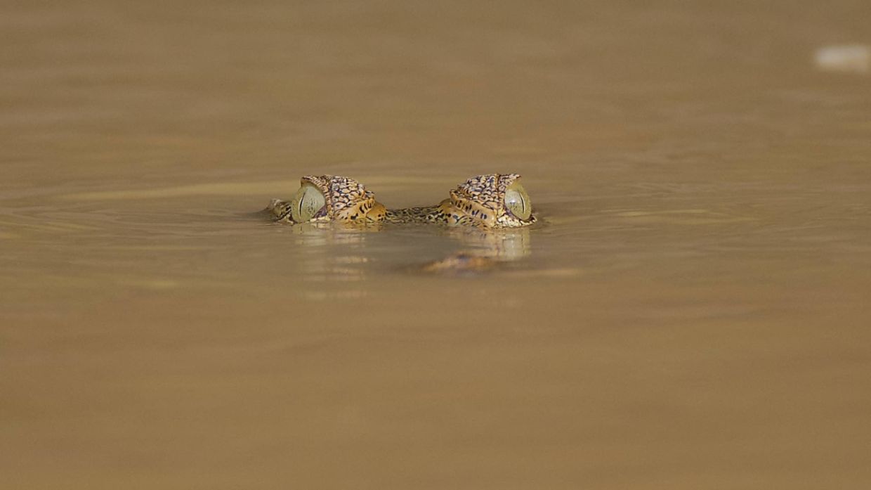 Culling Sabah's crocodiles will not reduce croc attacks | The Star