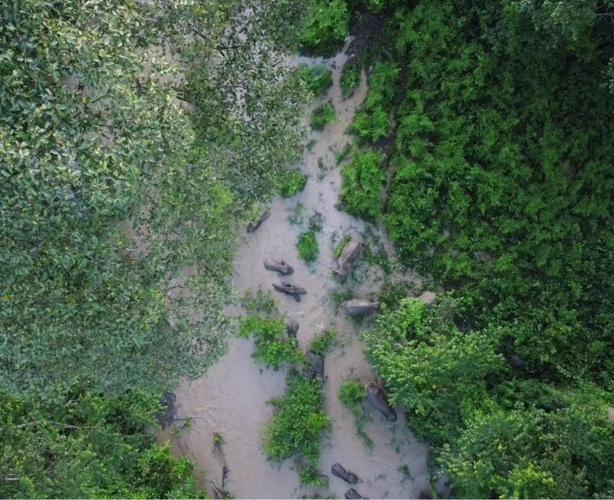 Planting a haven for Sabah's elephants | The Star