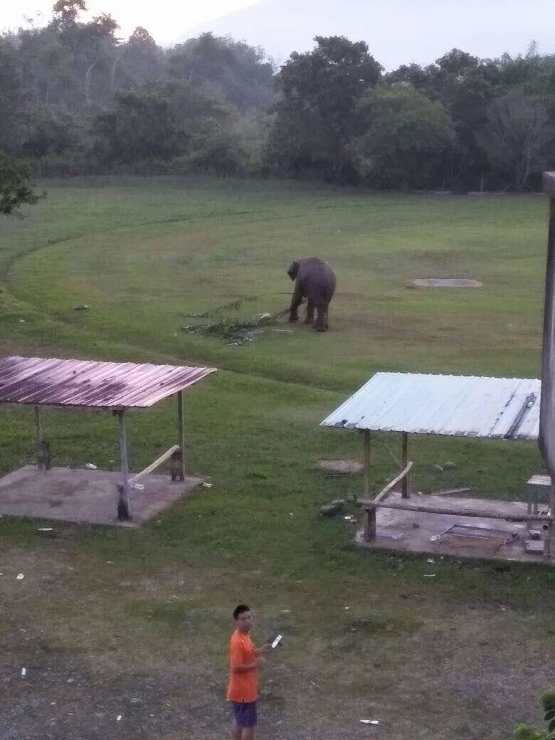 Planting a haven for Sabah's elephants | The Star