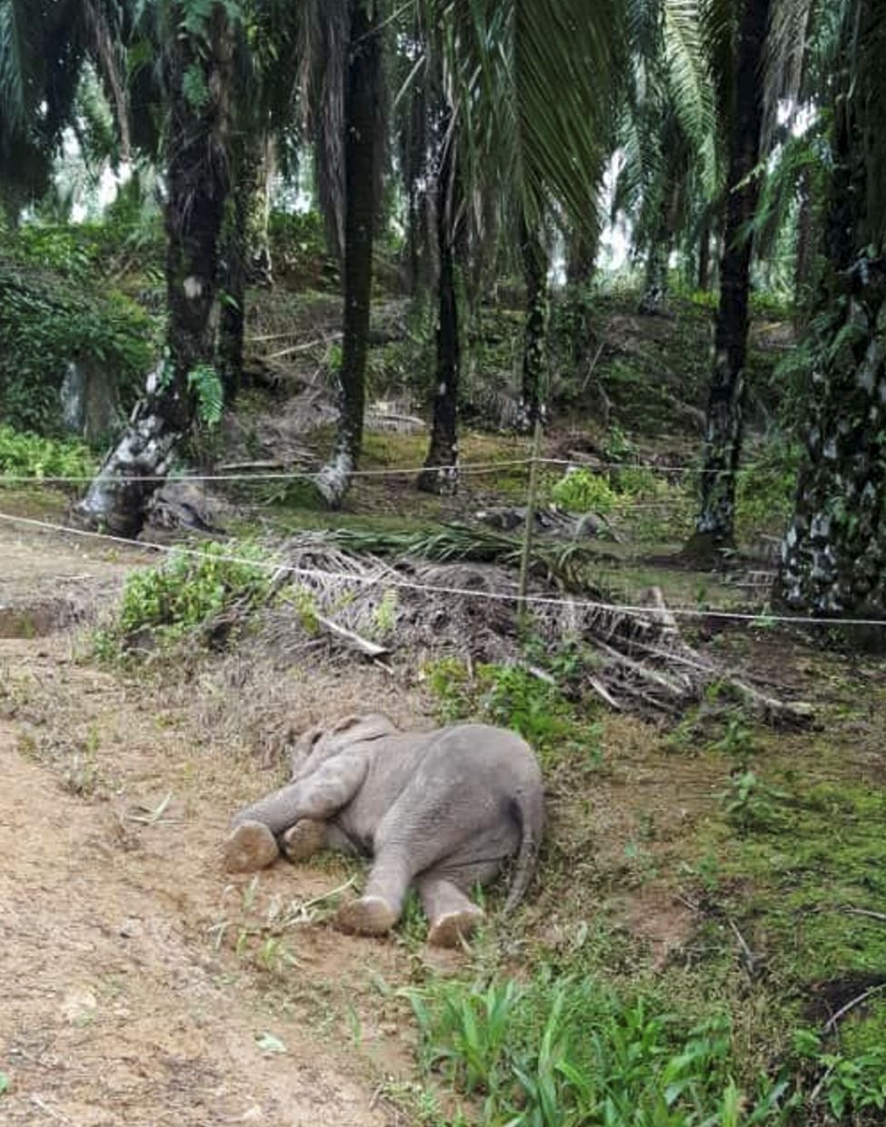 Planting a haven for Sabah's elephants | The Star