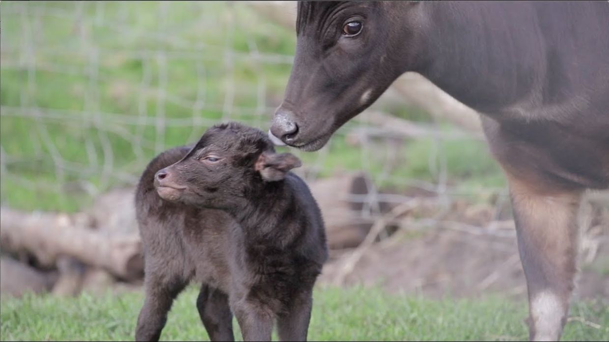 Anoa calf born in Indonesia's North Sulawesi | The Star
