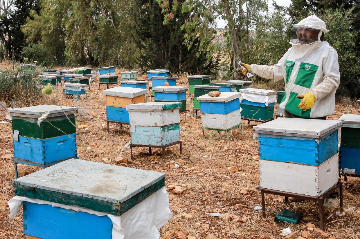 Jordan's beekeepers busy as honey demand soars | The Star