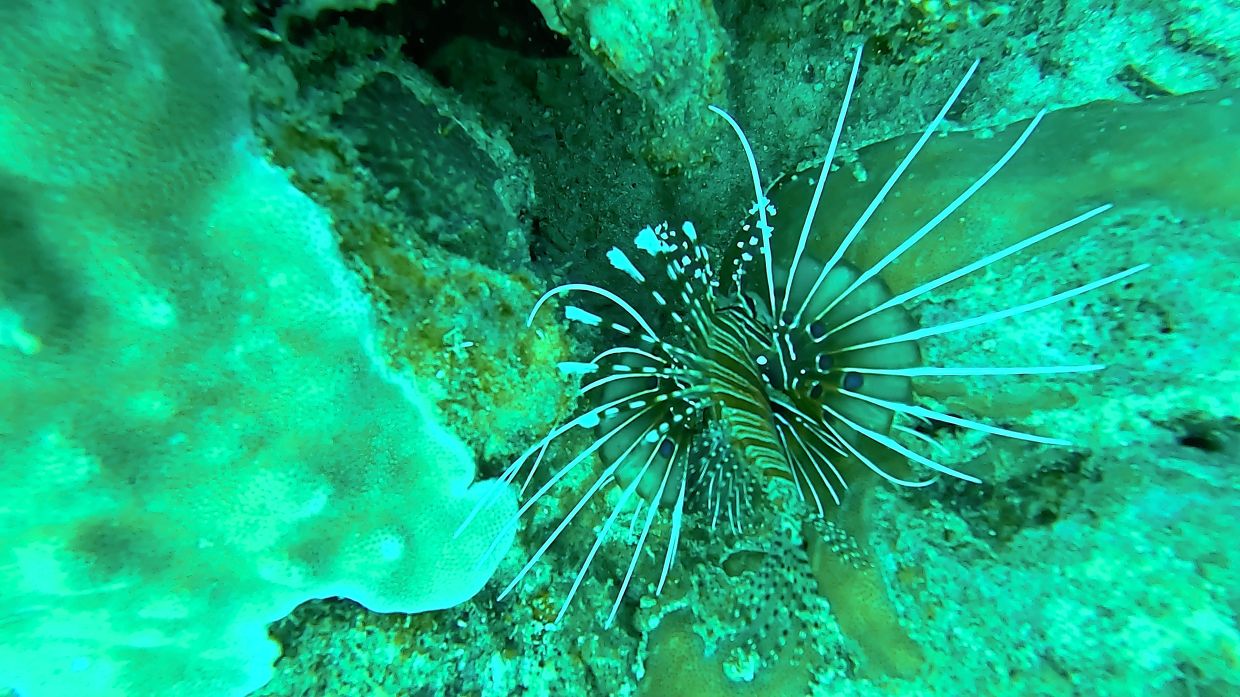 Three Malaysian divers share their love of diving and the underwater ...