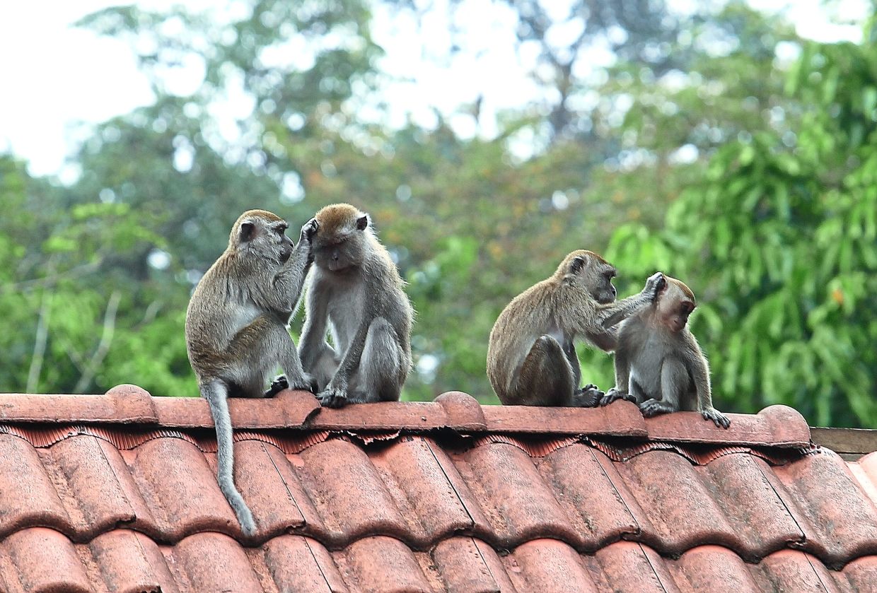 Monkey problem needs a viable solution | The Star