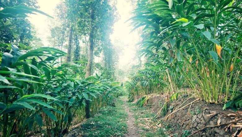 Cambodia explores cardamom production | The Star