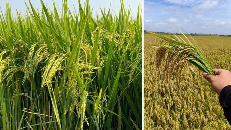 Rising demand for IR and OM rice varieties boosts prices globally | The ...