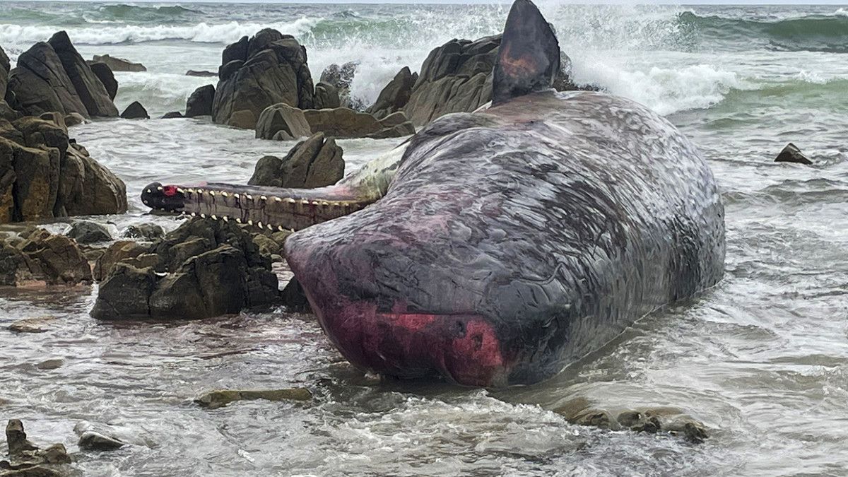 Discovery of a whale carcass in Hong Kong sparks anger over the ...