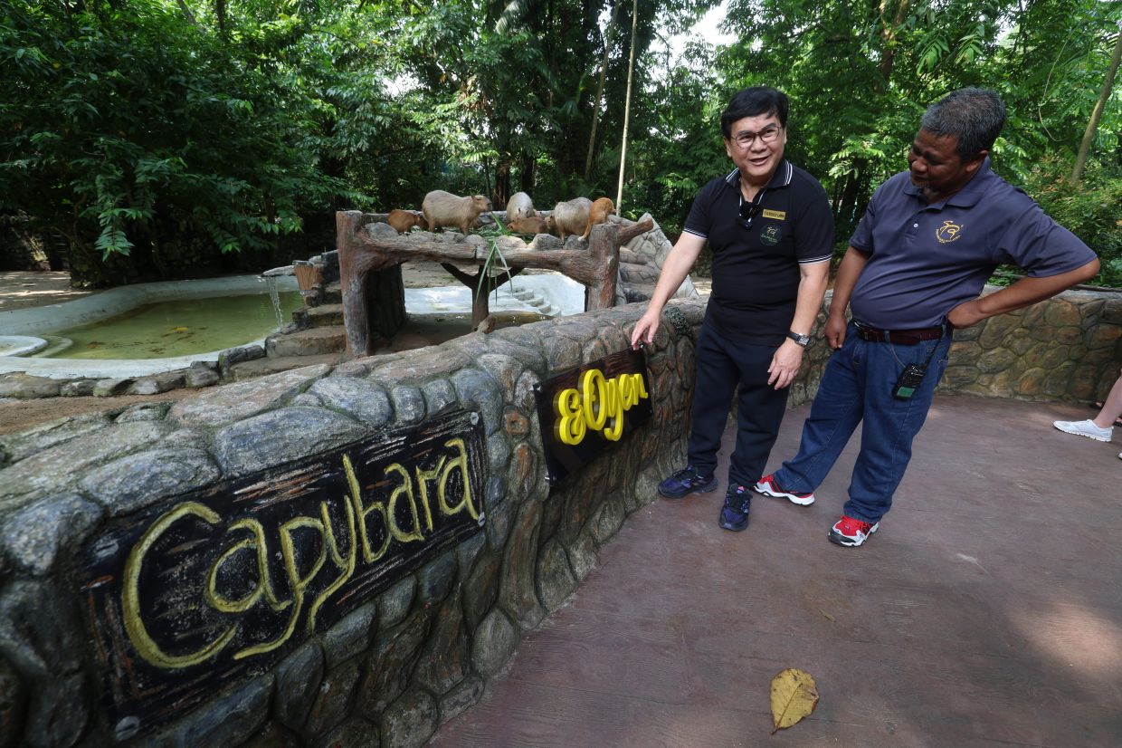 Unique cat-capybara friendship a big visitor draw at Zoo Negara | The Star
