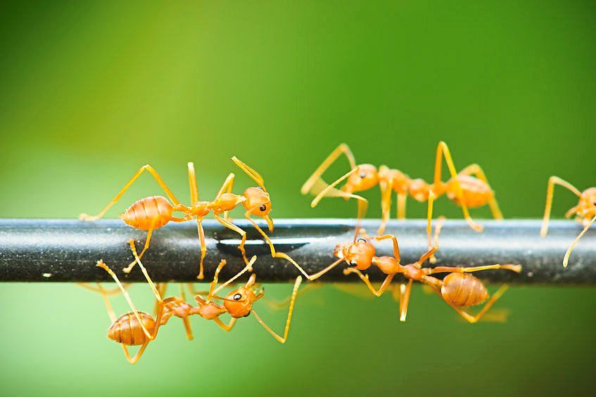 Ask the Plant Doctor! How to get rid of ants in your garden | The Star