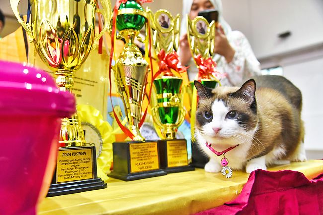Meet Yayang, the Siamese feline, who is now the best looking cat in Brunei | The Star
