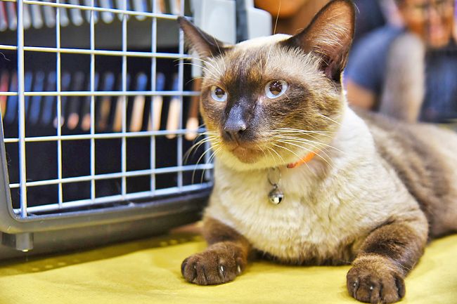 Meet Yayang, the Siamese feline, who is now the best looking cat in ...
