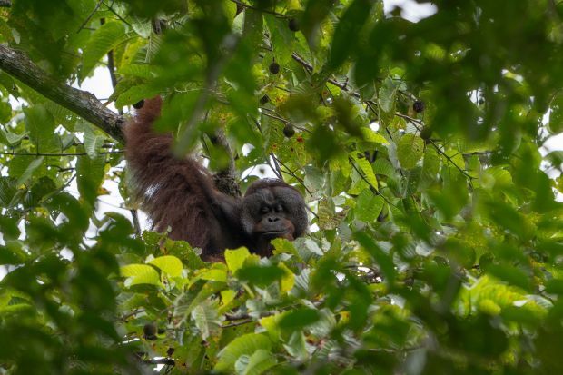 Exploring the world of AI in conservation of Bornean orangutans | The Star