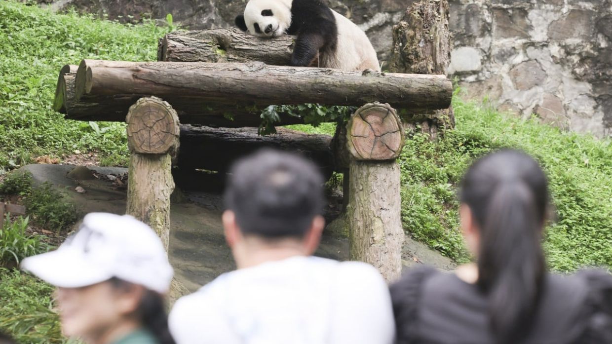 Will efforts to help Hong Kong’s giant pandas Ying Ying and Le Le ...