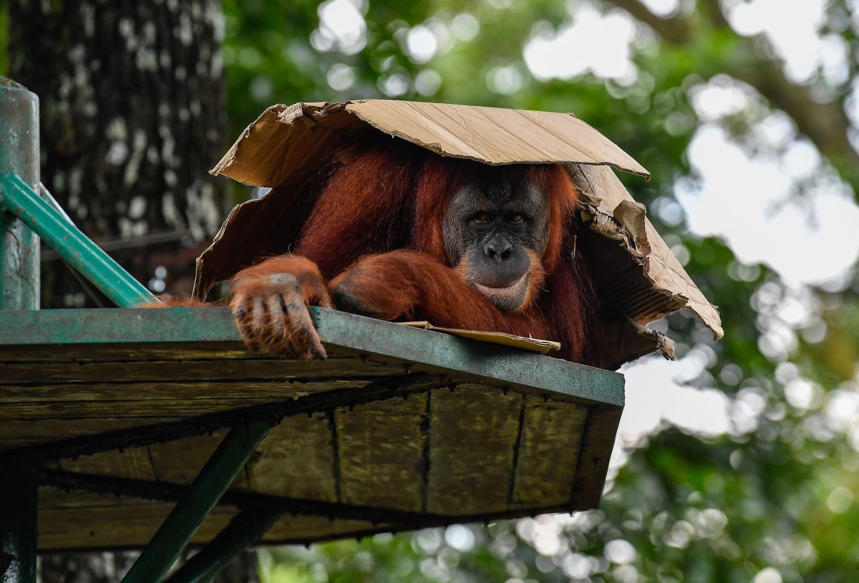 RM1.2mil allocated for comprehensive Sabah orang utan population study ...