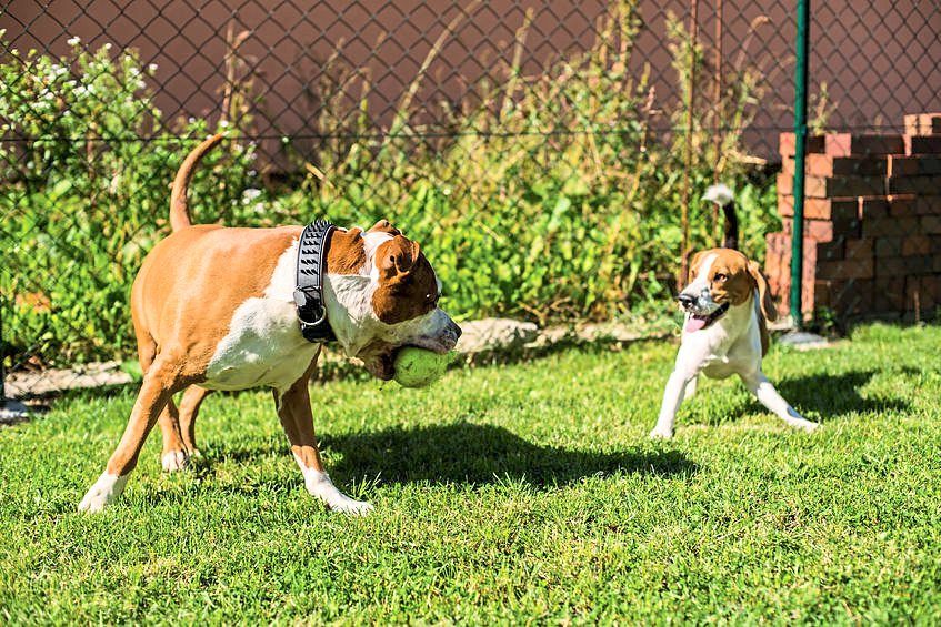 Which is better: Having one or two dogs at home? | The Star