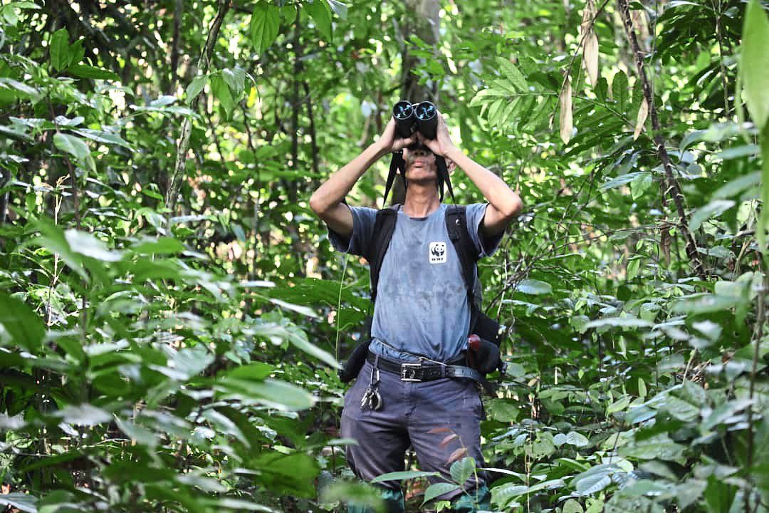 Protecting Sabah’s forest diversity | The Star