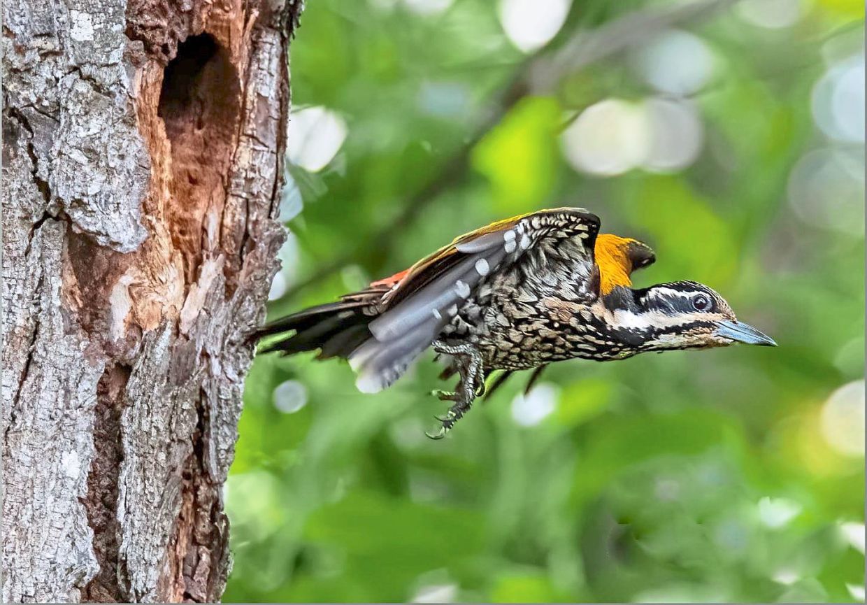 Freezing birds in motion | The Star