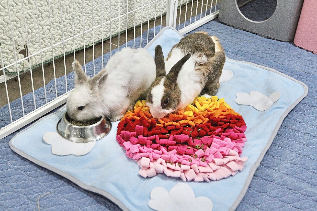 No child's play: Rabbits are a surprisingly exotic pet | The Star