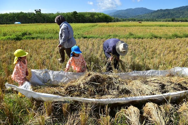 Indonesia's food agency predicts five per cent drop in rice production ...