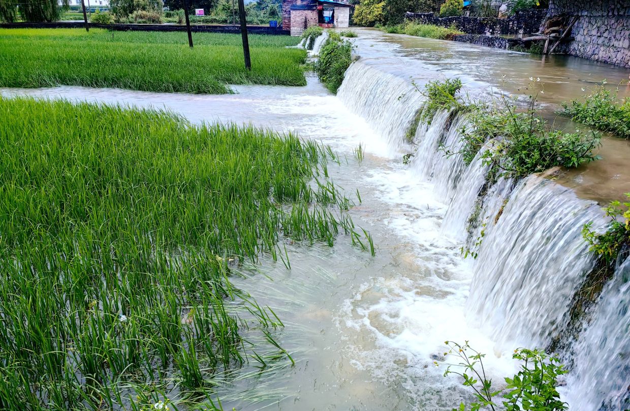 Heavy rains threaten rice crop in latest weather worry | The Star