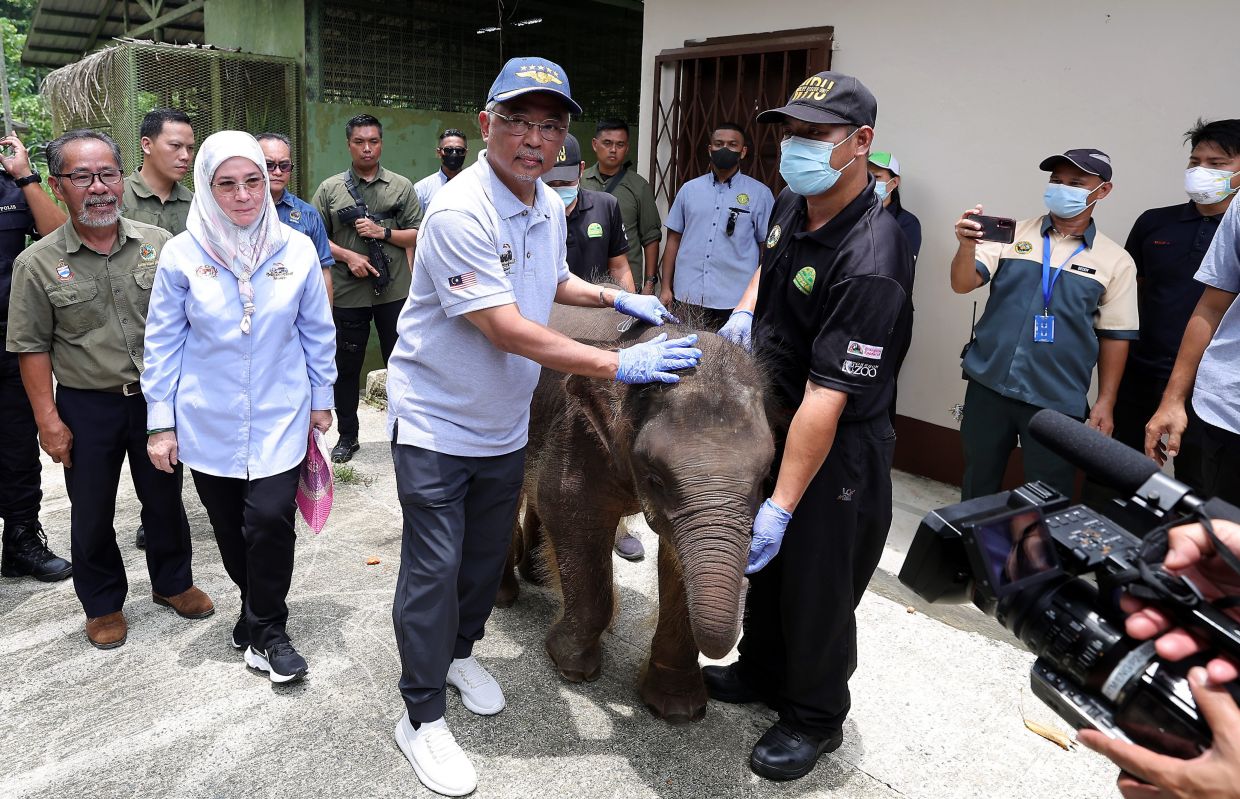 King, Queen meet 'Didi', 'Taburi' in Sepilok | The Star