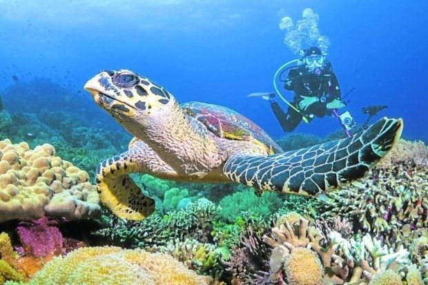 Philippines named ‘Asia’s leading dive destination’ once again | The Star