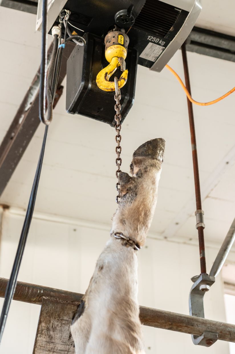 German farmers seek more humane methods to kill animals in the field ...