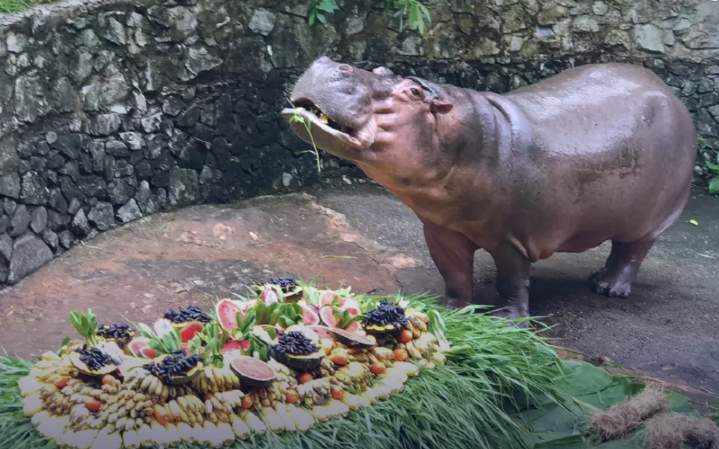 Three-day party to celebrate birthday of Thailand’s oldest hippo | The Star