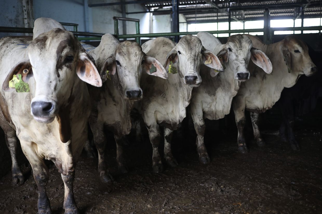 Indonesia to resume imports of live cattle from Australia | The Star